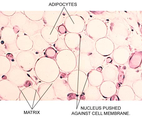 Adipose Tissue Matrix